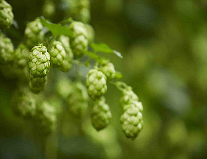 New cash for ’super-hop’ - What's Brewing